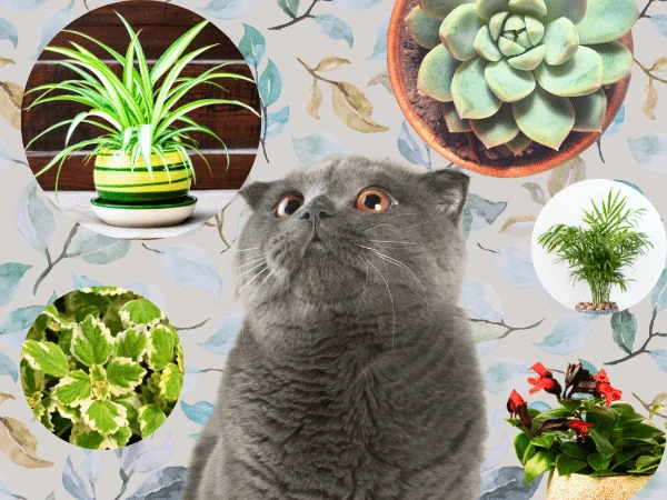 16 Safe Plants For Cats Vet Approved